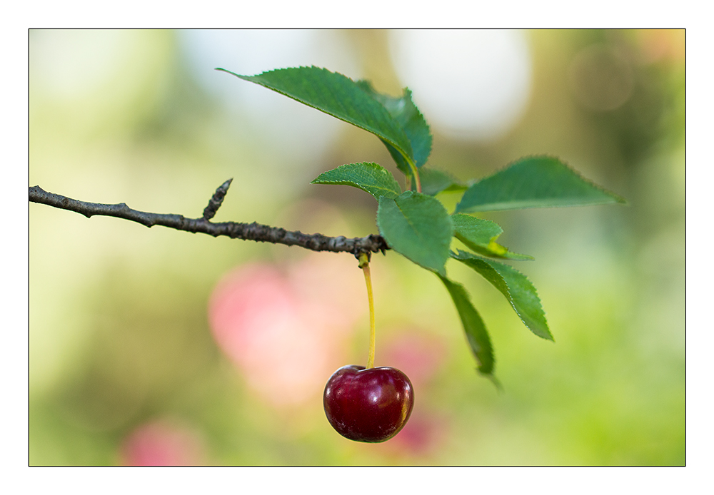 Kirsche Foto & Bild | monatswettbewerbe natur, 07 - kirschenzeit, 2018 ...