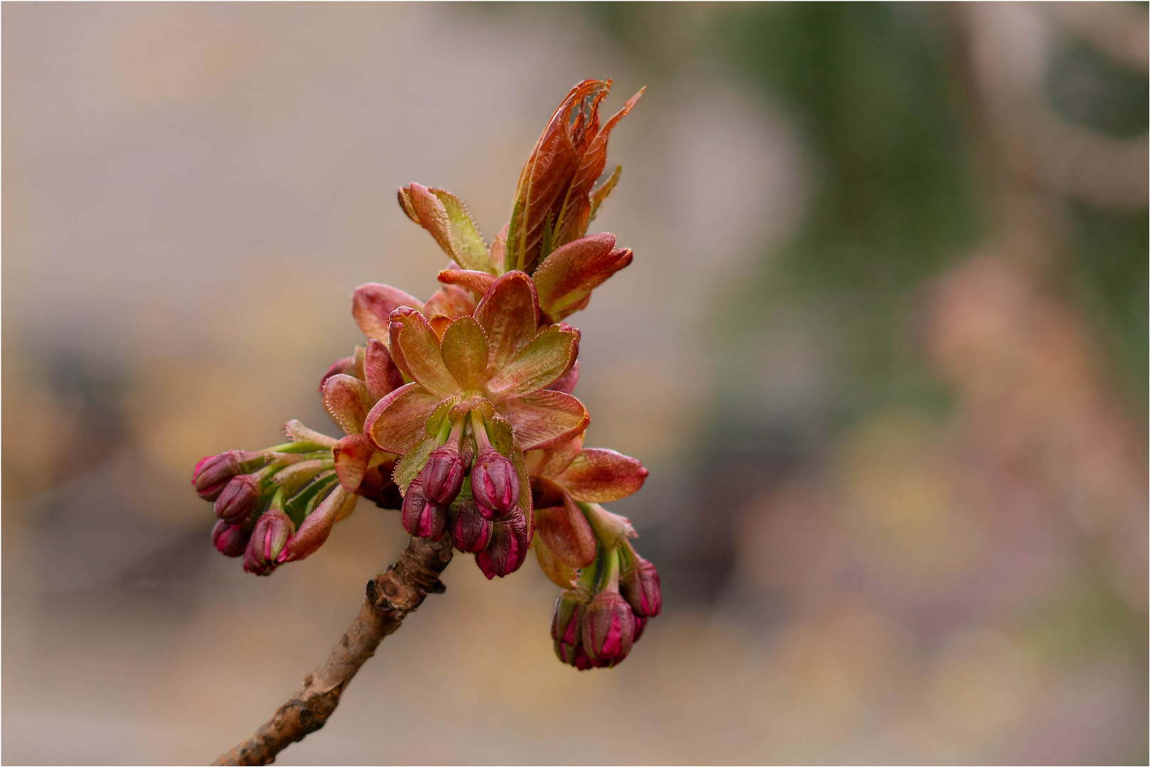 Kirsche Foto & Bild | knospen, flora, kirschbaum Bilder auf fotocommunity