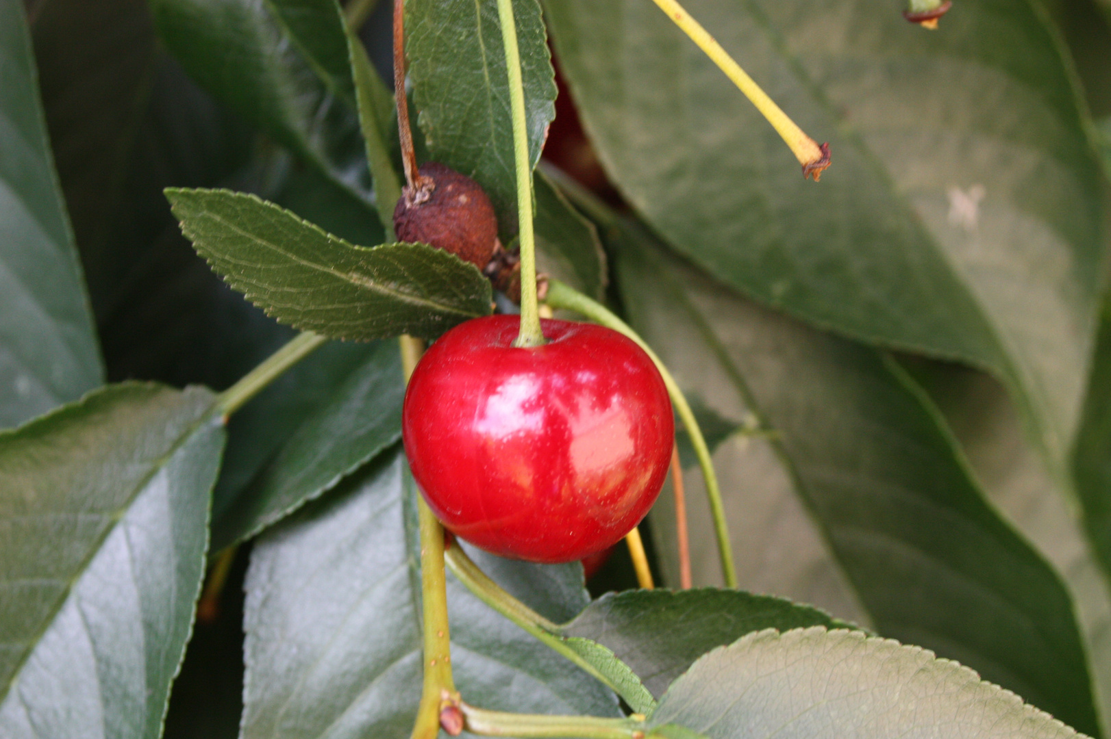 Kirsche mit "Selbstportrait" - Kicher Foto & Bild | makros, natur ...