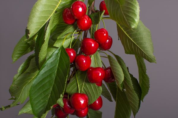 Obstbäume Bilder & Fotos