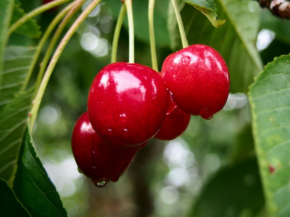 Kirschen am Baum Foto & Bild | pflanzen, pilze & flechten, früchte und ...