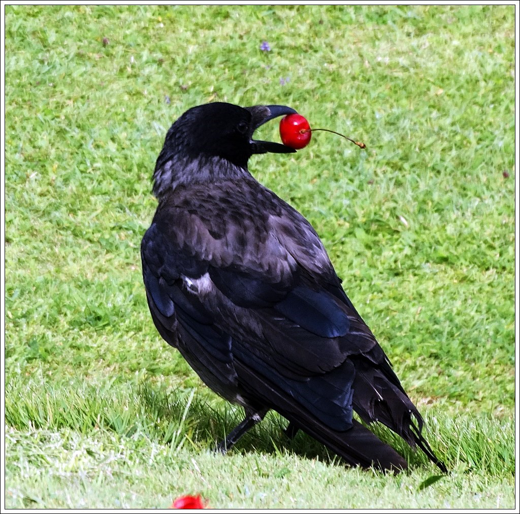 Kirschensaison Foto & Bild | tiere, wildlife, wild lebende vögel Bilder ...