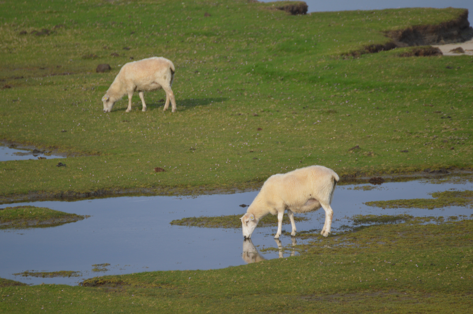 kissing sheep Foto & Bild | tiere, haustiere, landschaft Bilder auf ...