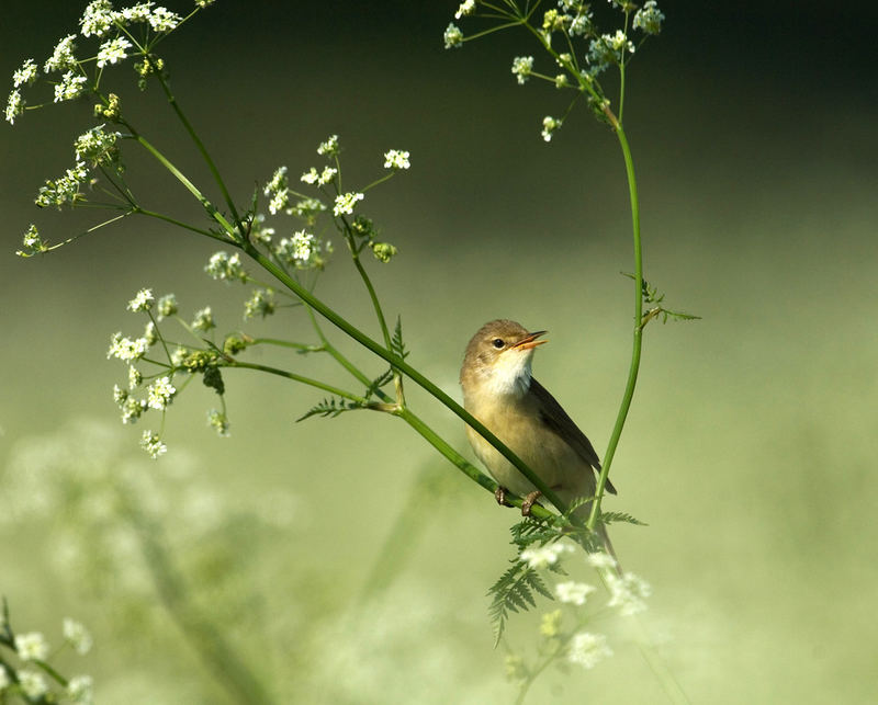 Kitschig Foto & Bild | tiere, wildlife, wild lebende vögel Bilder auf ...