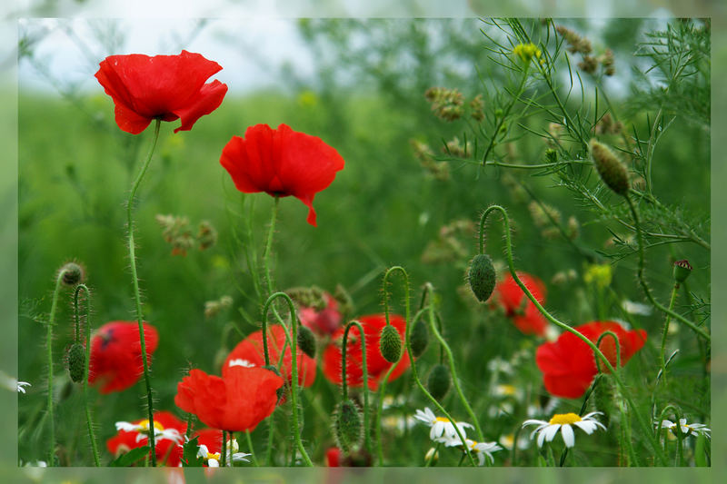 Kitschig knallroter Klatschmohn Foto & Bild | pflanzen, pilze ...