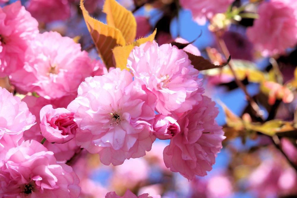 kitschig schön Foto & Bild | jahreszeiten, frühling, natur Bilder auf ...