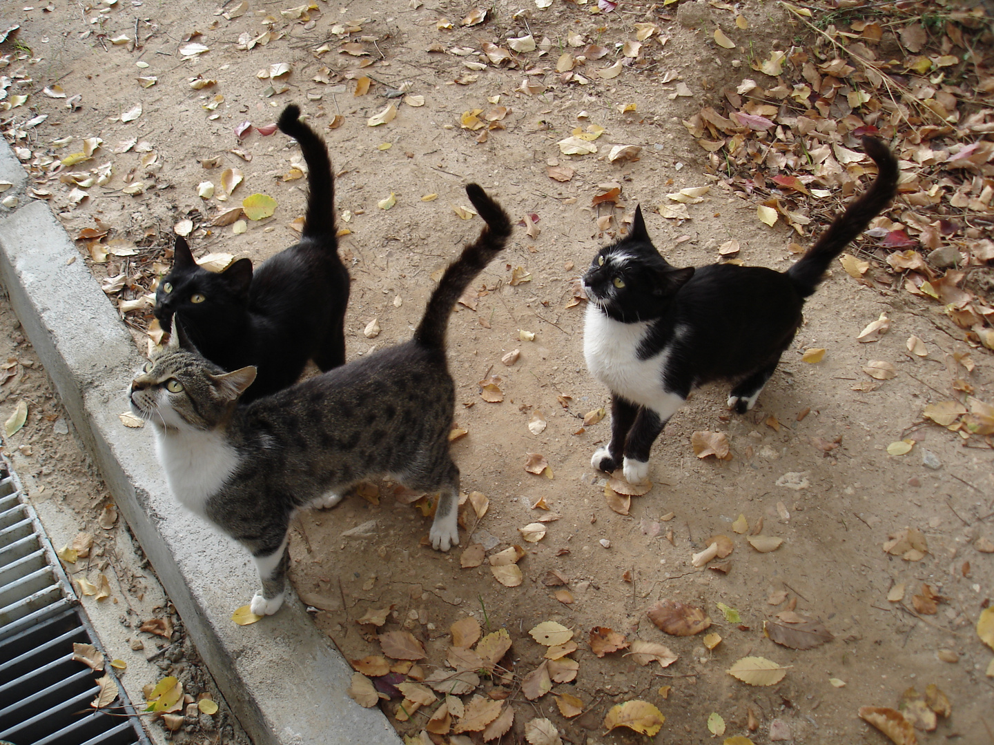 kitschiges Katzenfoto Nr. 2 Foto & Bild | tiere, haustiere, katzen Bilder auf fotocommunity