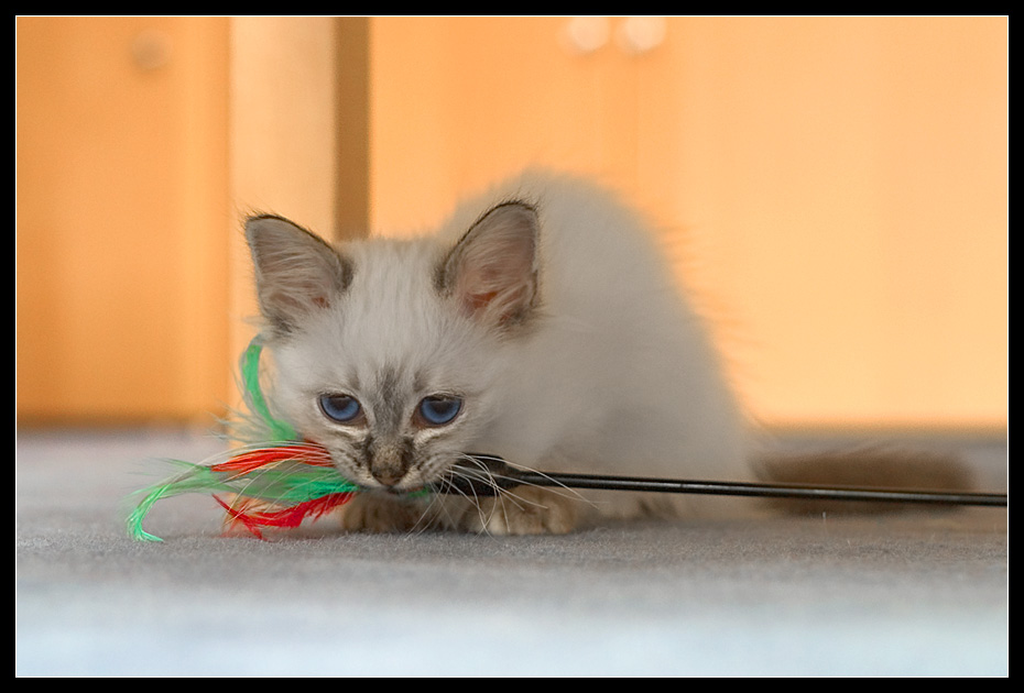 Kitten Blue Eye III - oder: "Rrrrgn, wann gibt's *essen*?" Foto & Bild | tiere, haustiere ...