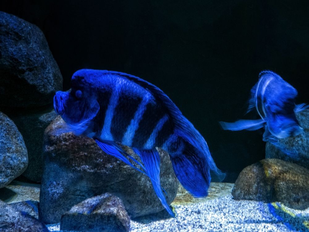 Kitumba-Beulekopfmaulbrüter Foto & Bild | spezial, natur, zoo Bilder ...