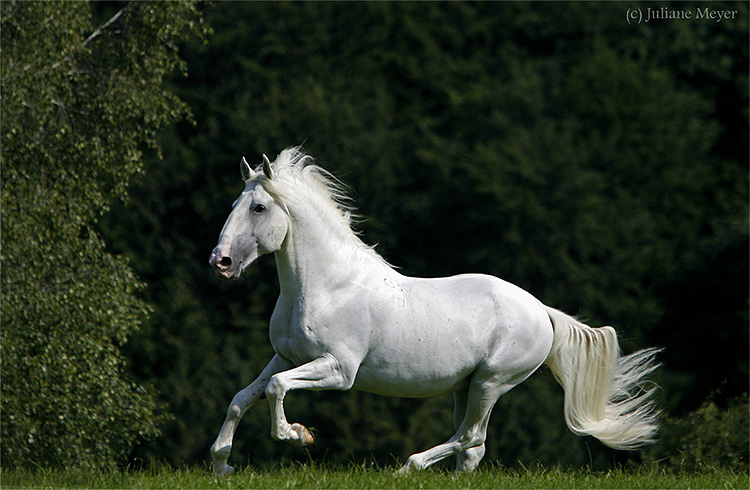 Kladruber Hengst Foto & Bild | tiere, haustiere, pferde, esel ...