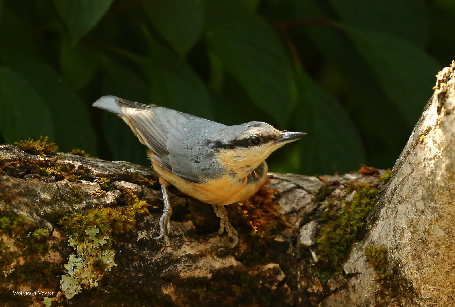 Klaiber Foto & Bild | nah- & makro, tiere, wildlife Bilder auf ...
