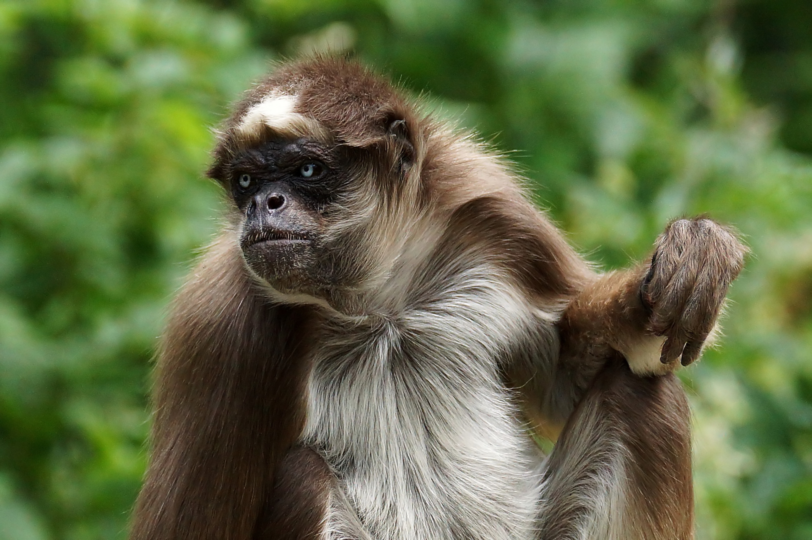 Klammeraffe Foto & Bild | tiere, zoo, wildpark & falknerei, säugetiere ...