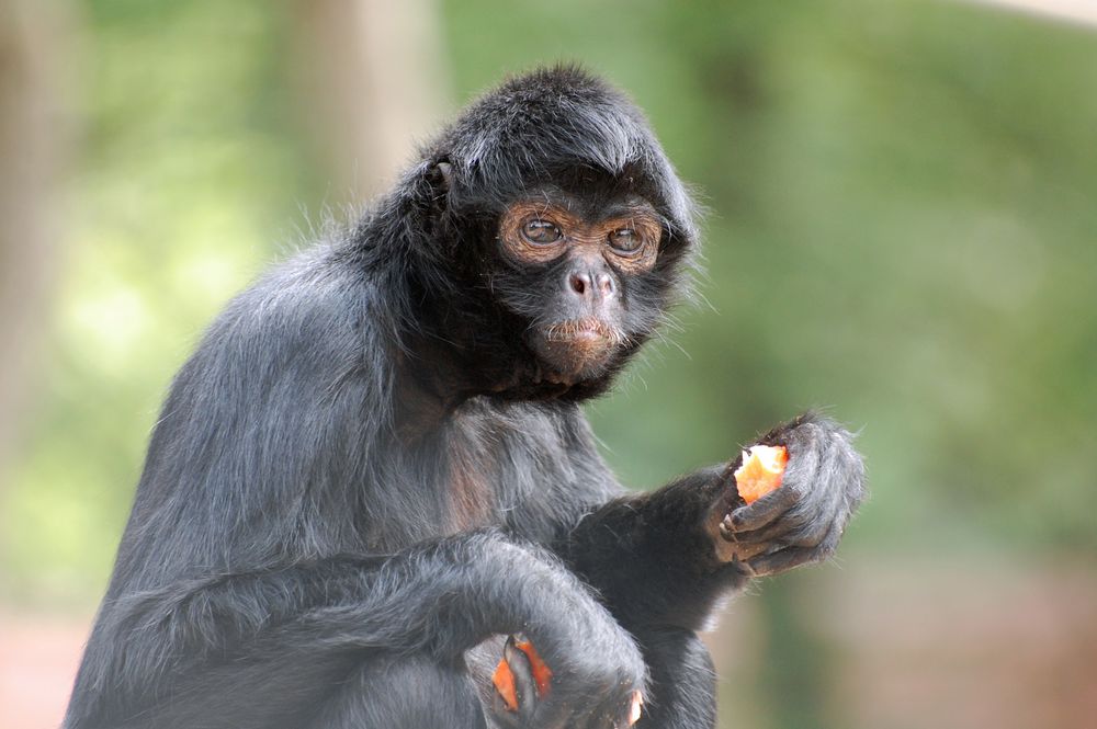 Klammeraffe Foto & Bild | archiv, a r c h i v aktuell, affen Bilder auf ...