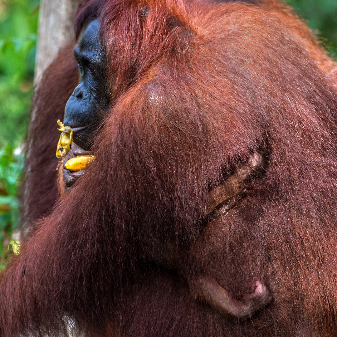 Klammeraffe Foto & Bild | tiere, wildlife, säugetiere Bilder auf ...