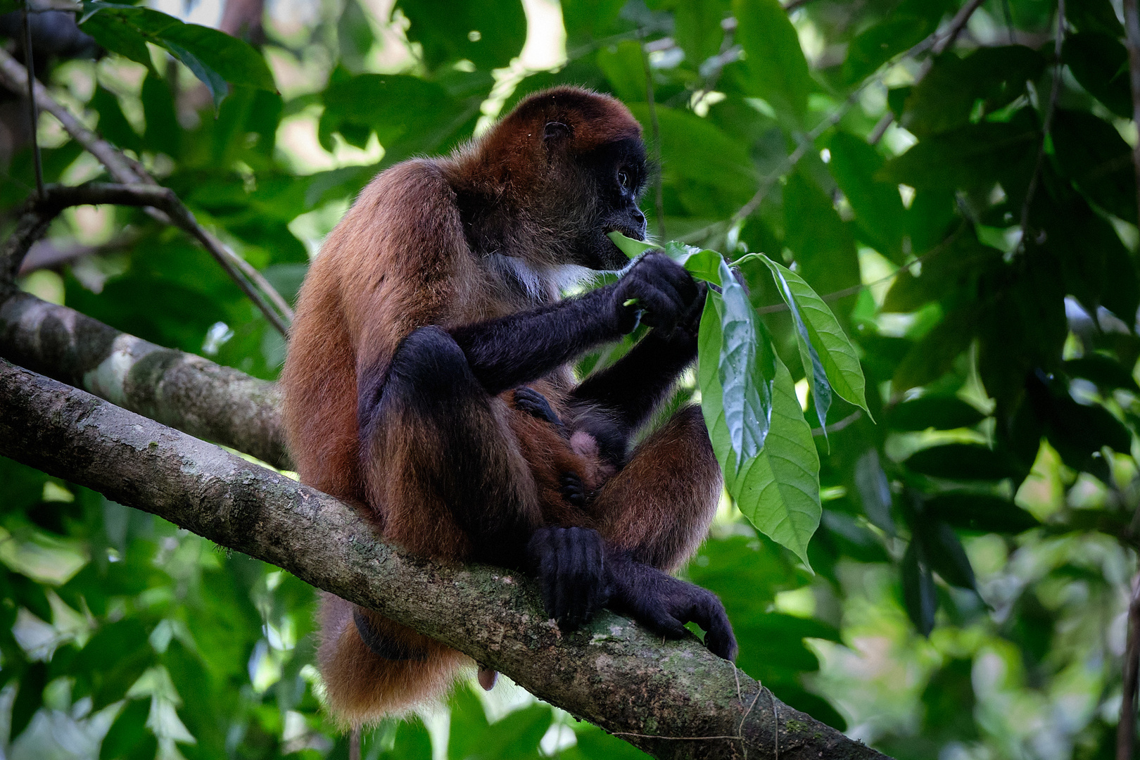Klammeraffe mit Baby Foto & Bild | tiere, wildlife, säugetiere Bilder ...