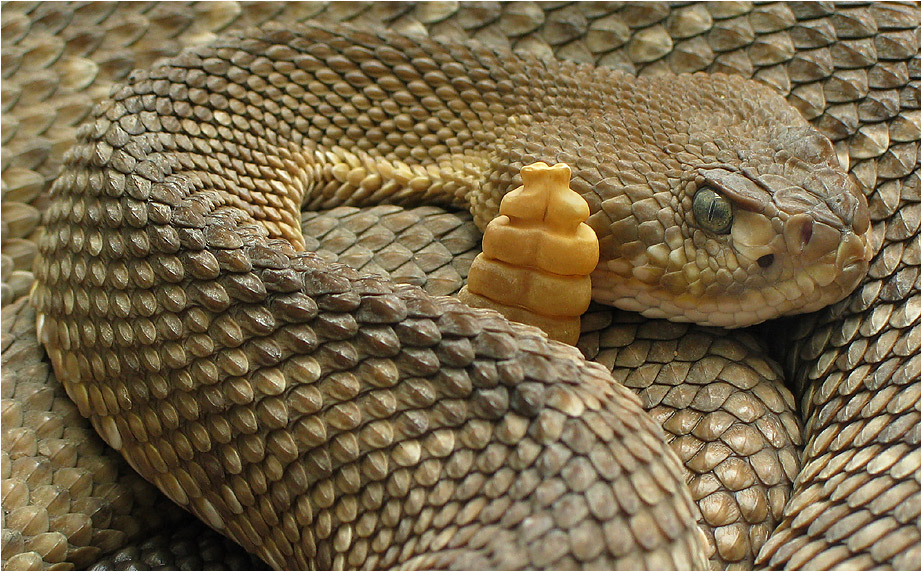 KLAPPER-Schlange (Mexiko) Foto & Bild | tiere, zoo, wildpark ...