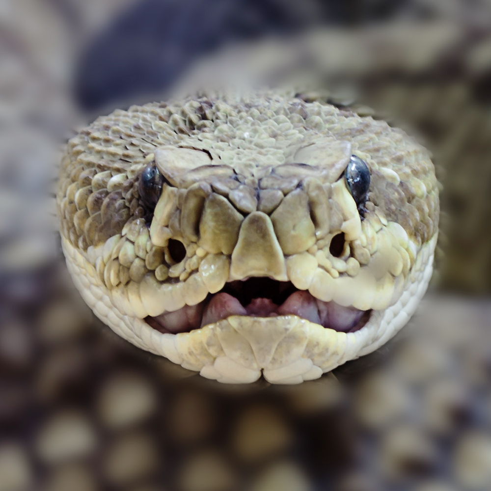 Klapperschlange Foto & Bild | tiere, zoo, wildpark & falknerei ...