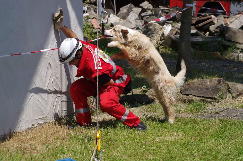 klasse Team Foto & Bild | tiere, haustiere, hunde Bilder auf fotocommunity