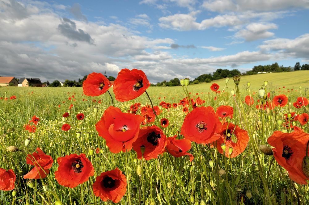 Klatschmohn.......................... Foto & Bild | pflanzen, pilze ...