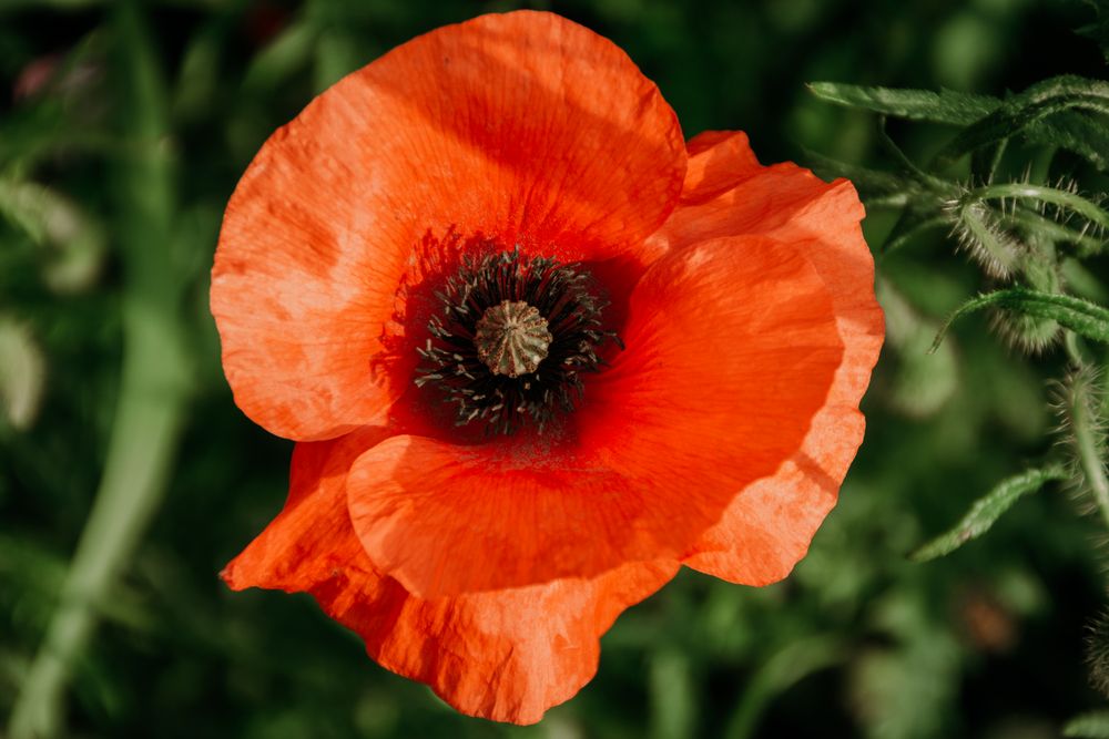 Klatschmohn Foto & Bild | pflanzen, pilze & flechten, blüten ...