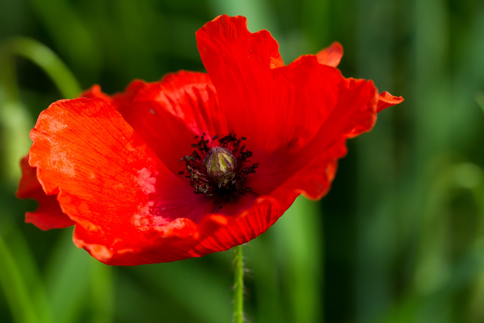 Klatschmohn Foto & Bild | natur, pflanzen, klatschmohn Bilder auf ...