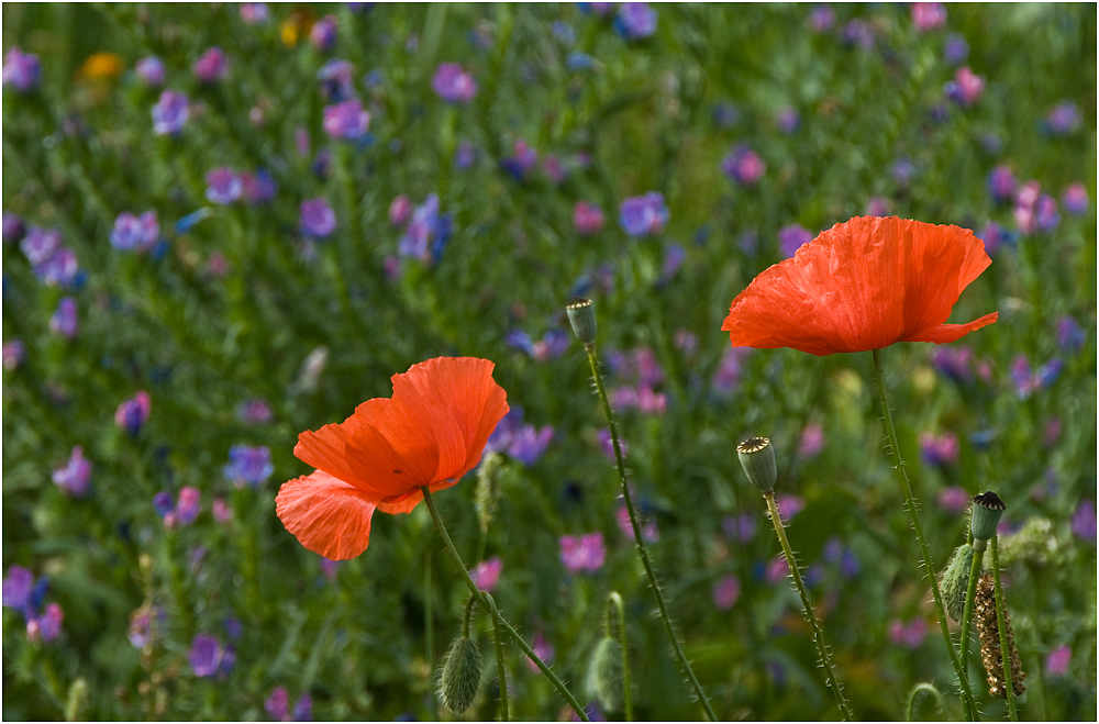 Klatschmohn Foto & Bild | pflanzen, pilze & flechten, blüten ...