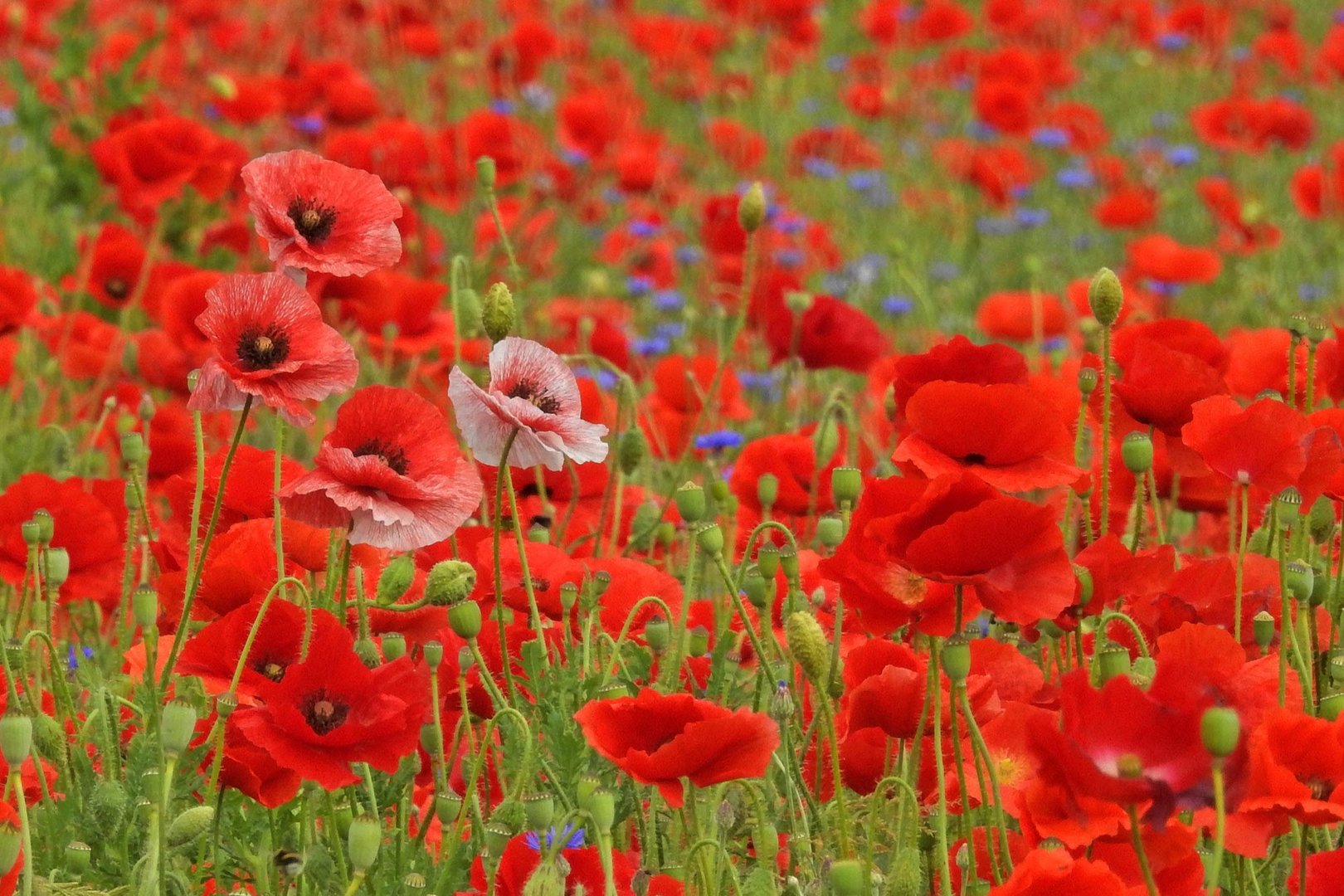 Klatschmohn Foto & Bild | pflanzen, pilze & flechten, blüten ...
