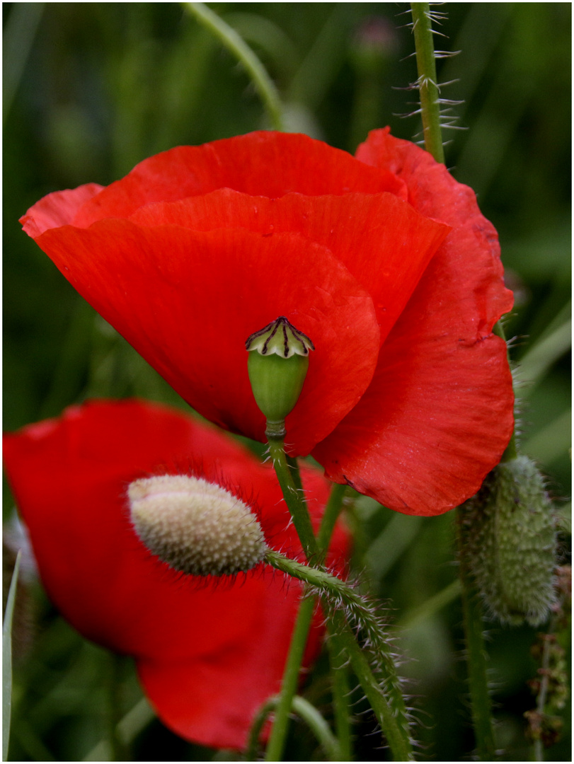 KLATSCHMOHN Foto & Bild | rot, wiese, grün Bilder auf fotocommunity