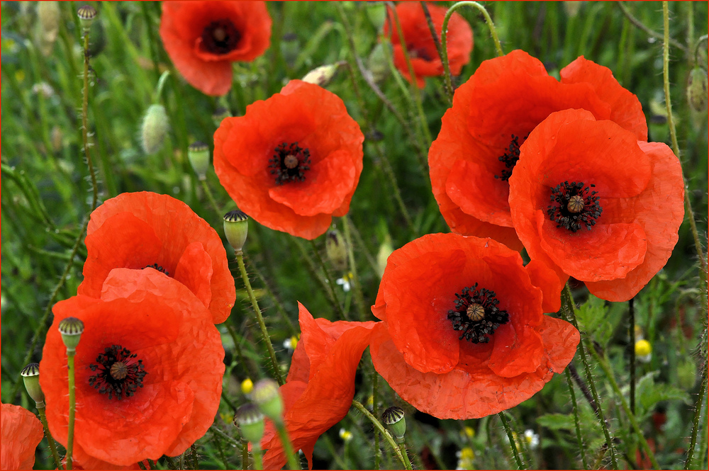 Klatschmohn....................... Foto & Bild | pflanzen, pilze ...
