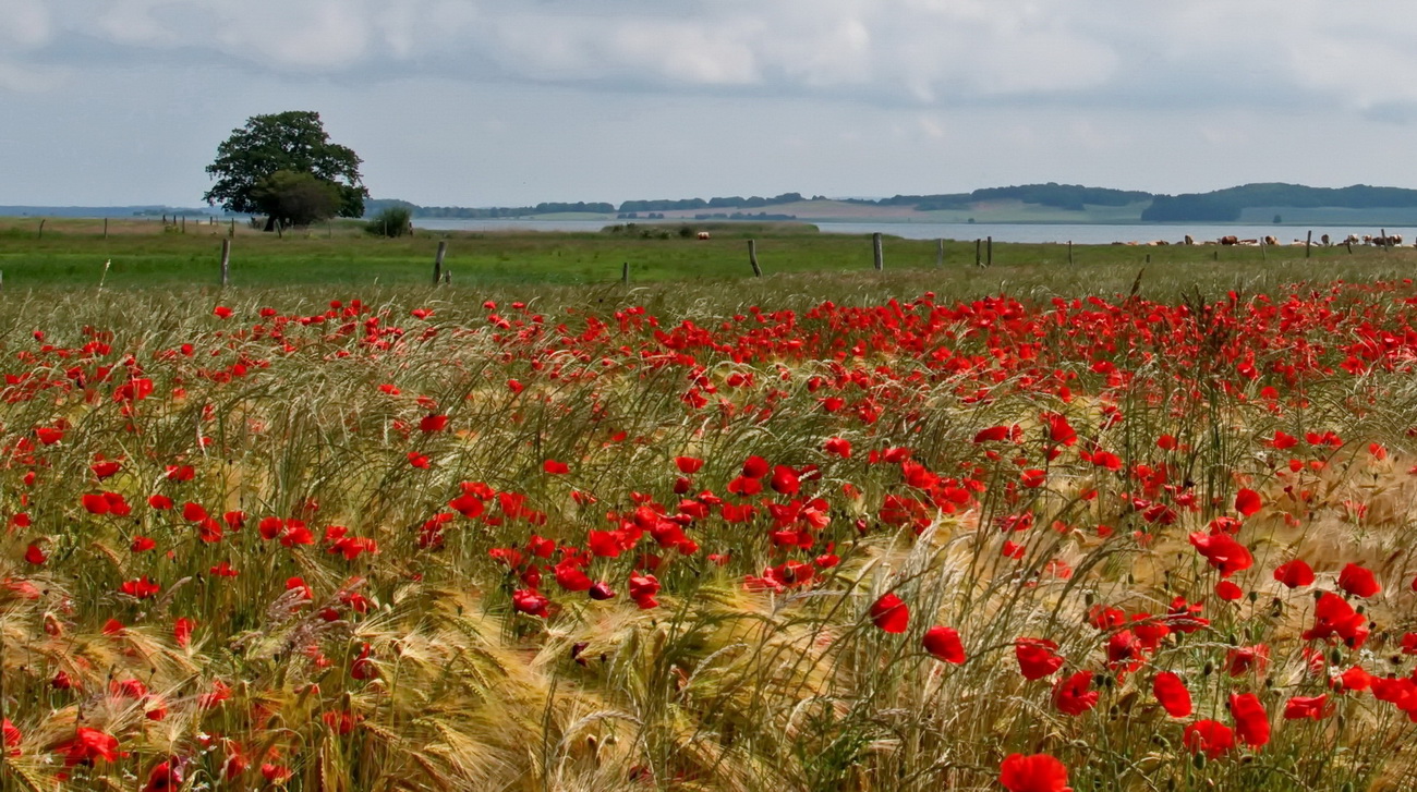 klatschmohn im kornfeld Foto & Bild | baum, himmel, natur Bilder auf fotocommunity