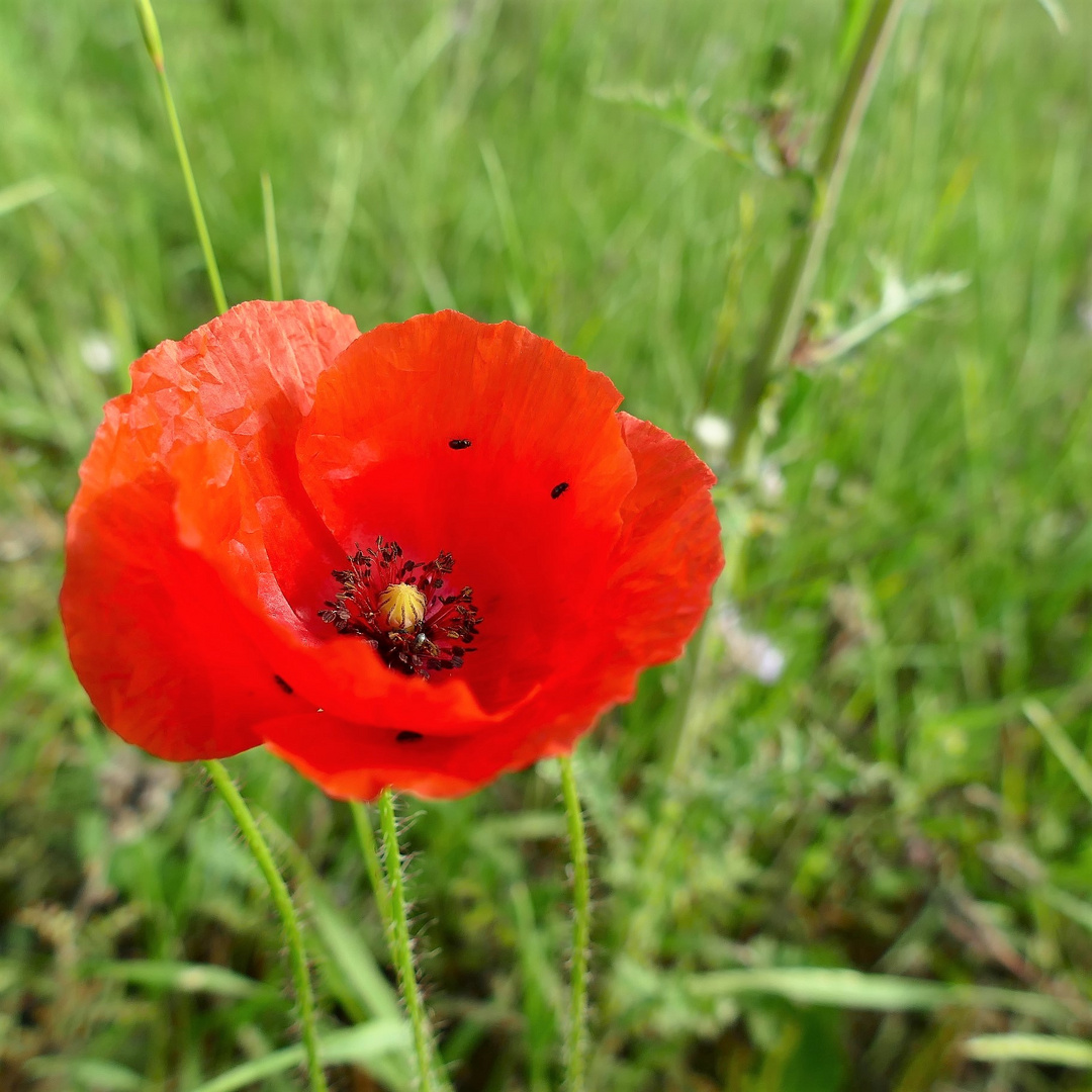 Klatschmohn mit Besuchern Foto & Bild | pflanzen, pilze & flechten ...