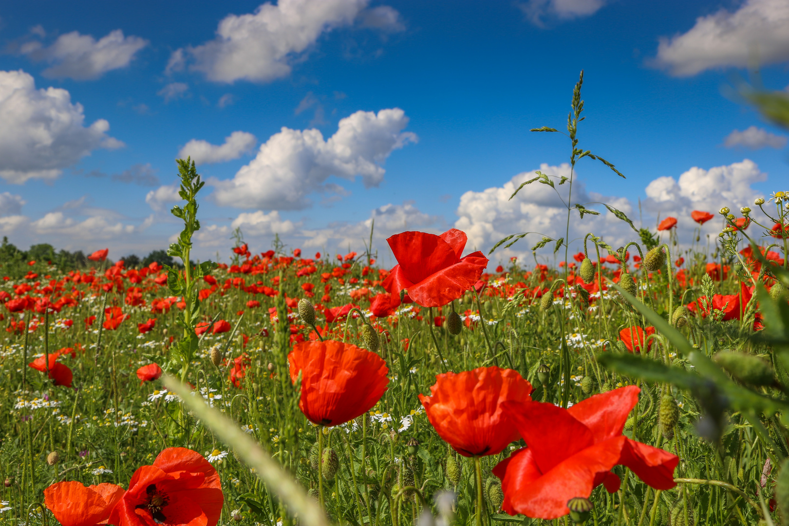 Klatschmohn, Papaver rhoeas Foto & Bild | pflanzen, pilze & flechten ...