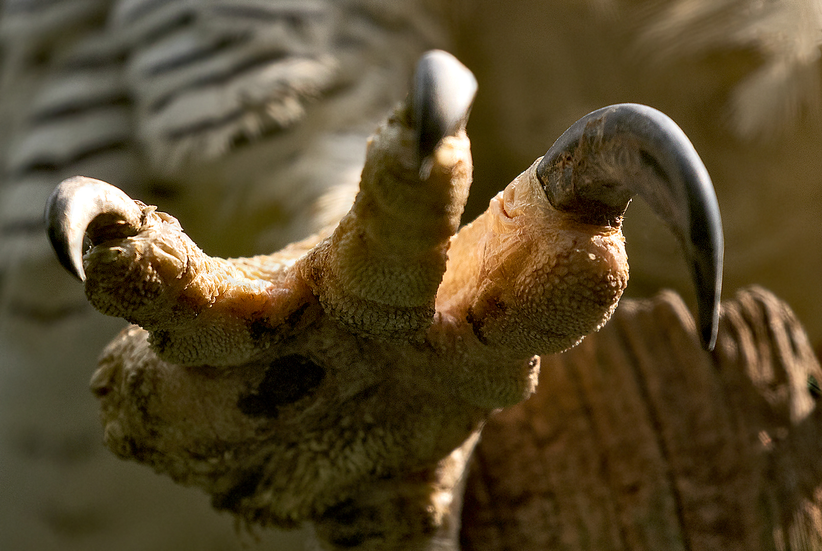 Klaue des Harpyie Foto & Bild | landschaft, lebensräume, bäume Bilder ...