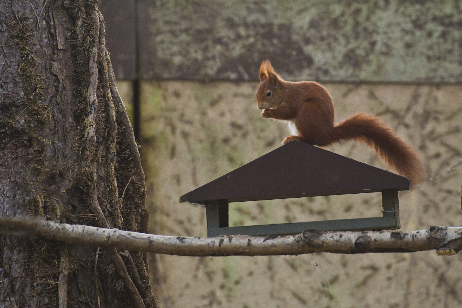 klaut das Futter von den Vögeln :-) Foto & Bild | tiere, wildlife ...