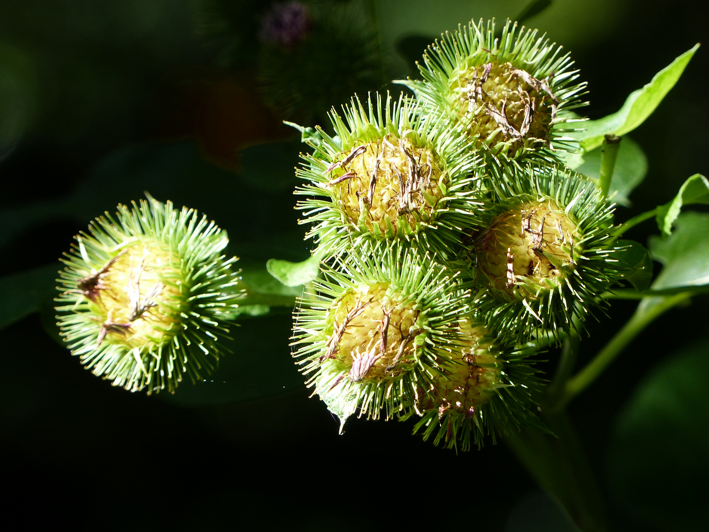 - Kleben wie die Kletten - Foto & Bild | pflanzen, pilze & flechten ...