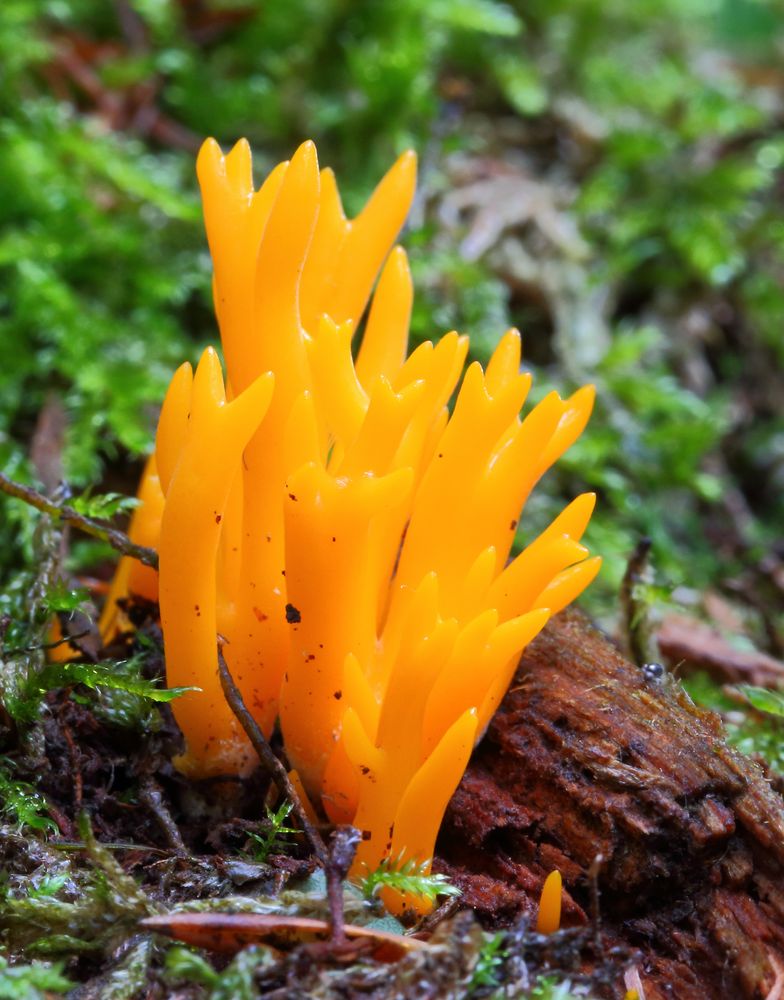 Klebriger Hörnling (Calocera viscosa) 2 Foto & Bild | pflanzen, pilze & flechten, pilze ...