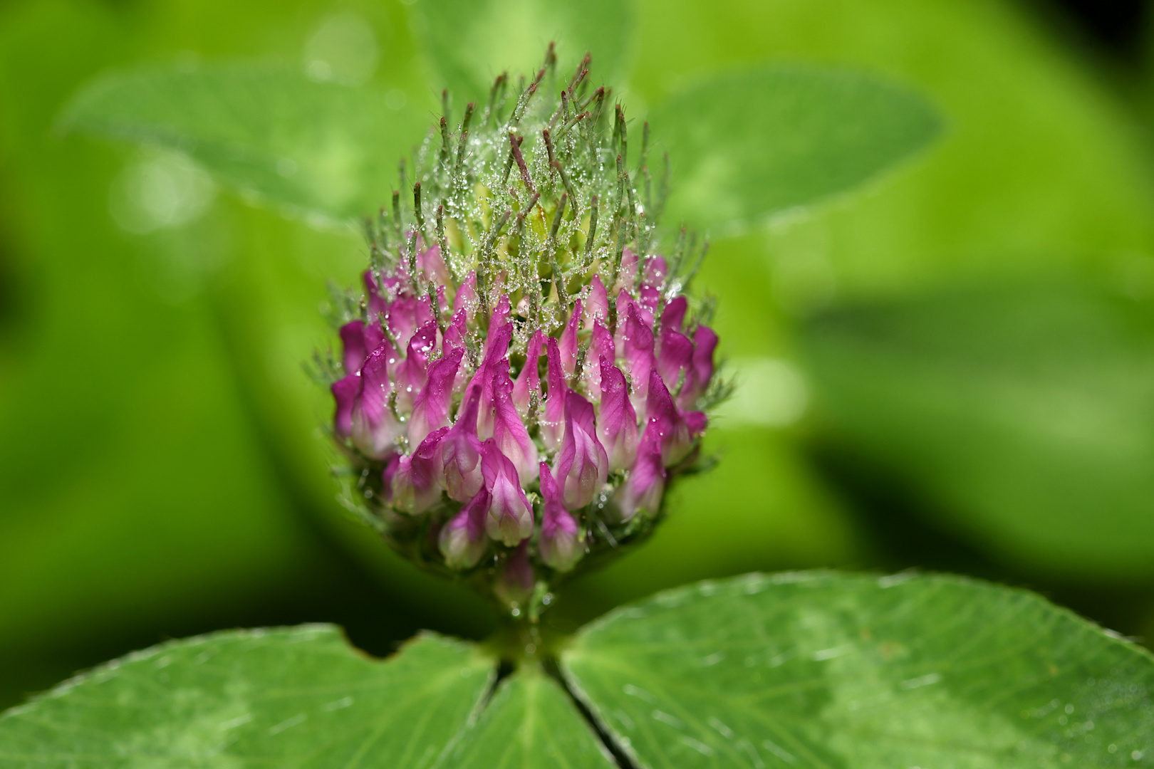 KLEE ... Foto & Bild | fotos, nature, fotocommunity Bilder auf ...