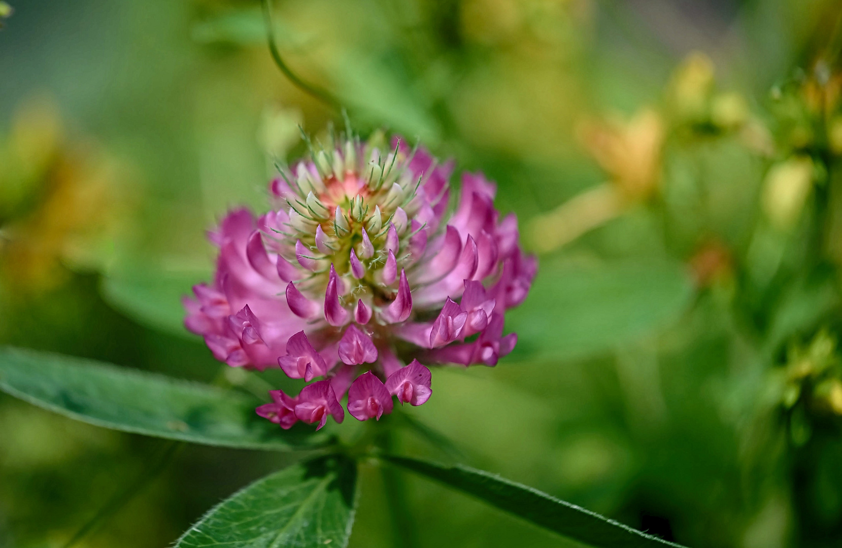 Klee Foto & Bild | spezial, makro, natur Bilder auf fotocommunity