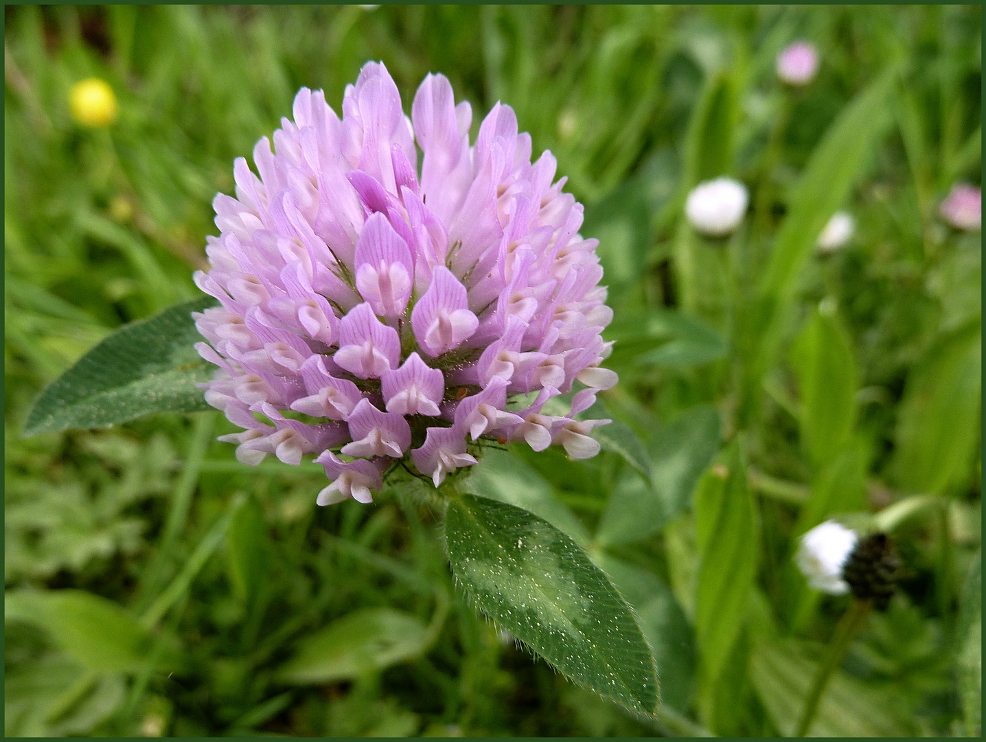 °K°L°E°E° Foto & Bild | wiese, pink, natur Bilder auf fotocommunity