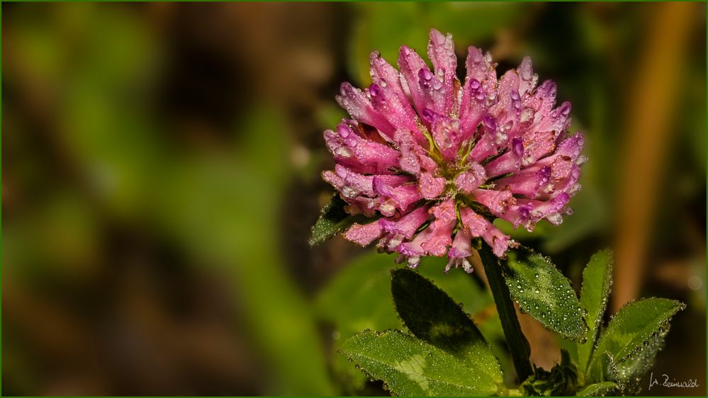 Klee Foto & Bild | wiese, natur, pflanzen Bilder auf fotocommunity