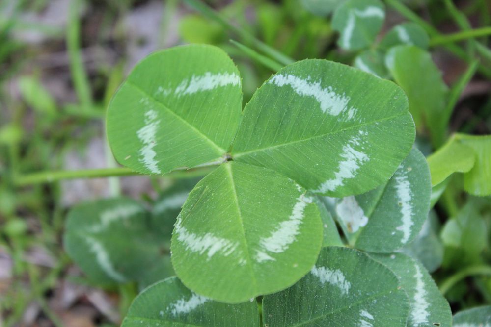 Klee Foto & Bild | pflanzen, samen, natur, pflanzen Bilder auf ...