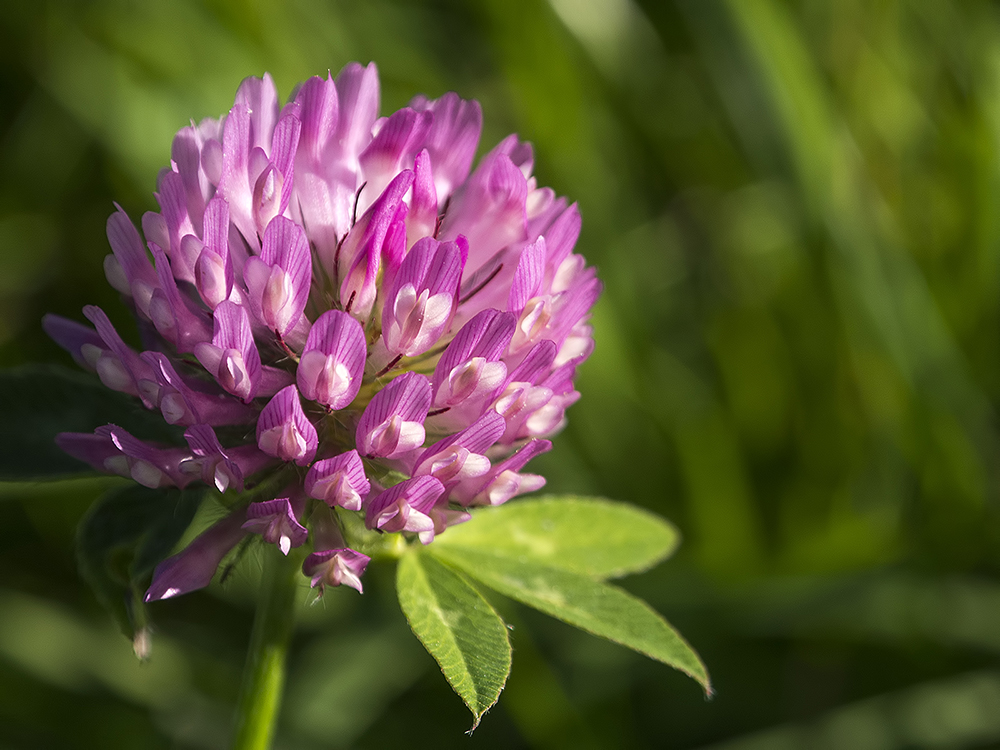 Klee-Blüte Foto & Bild | pflanzen, pilze & flechten, blüten ...