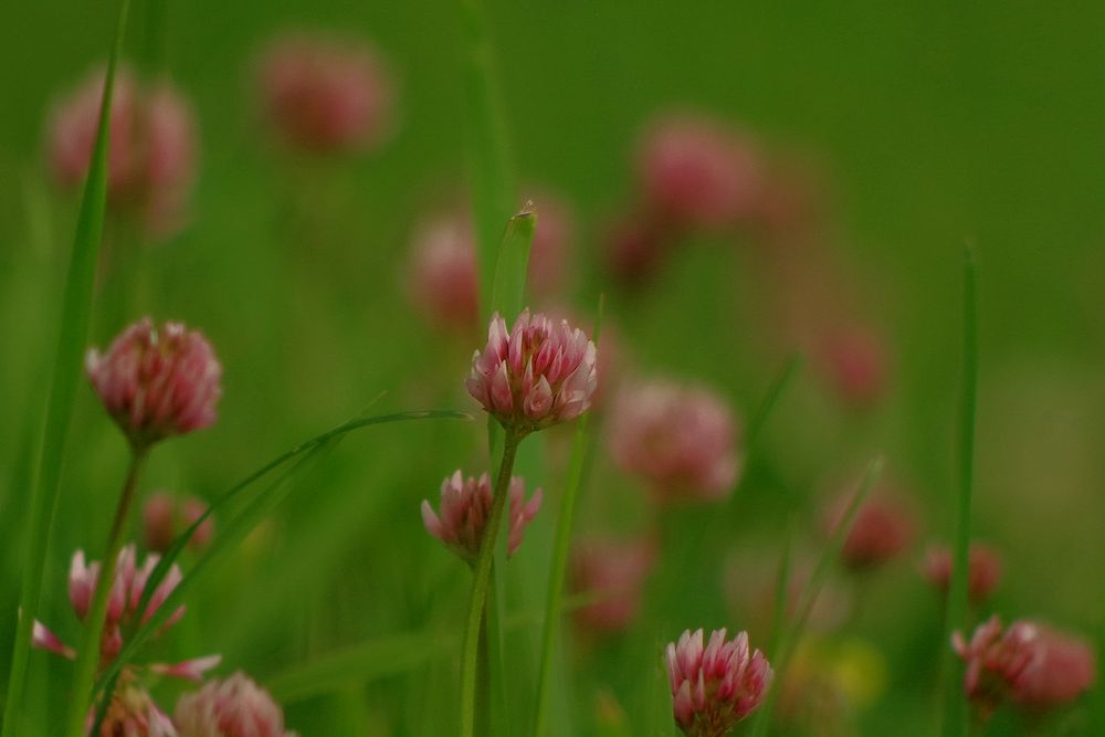 Klee in rosa Foto & Bild | pflanzen, pilze & flechten, blüten ...