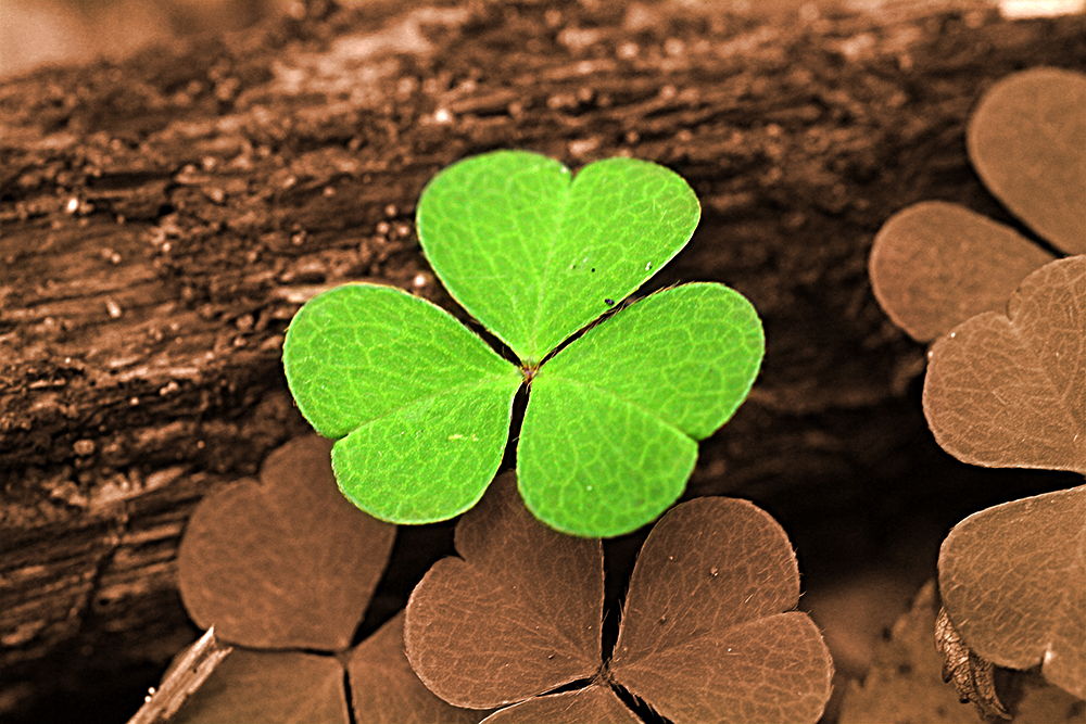 Kleeblatt Foto & Bild | natur-kreativ, natur Bilder auf fotocommunity