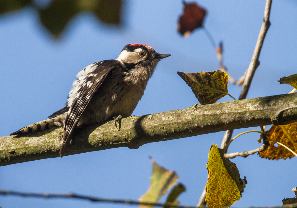 Kleena Picka ... Foto & Bild | tiere, wildlife, wild lebende vögel ...
