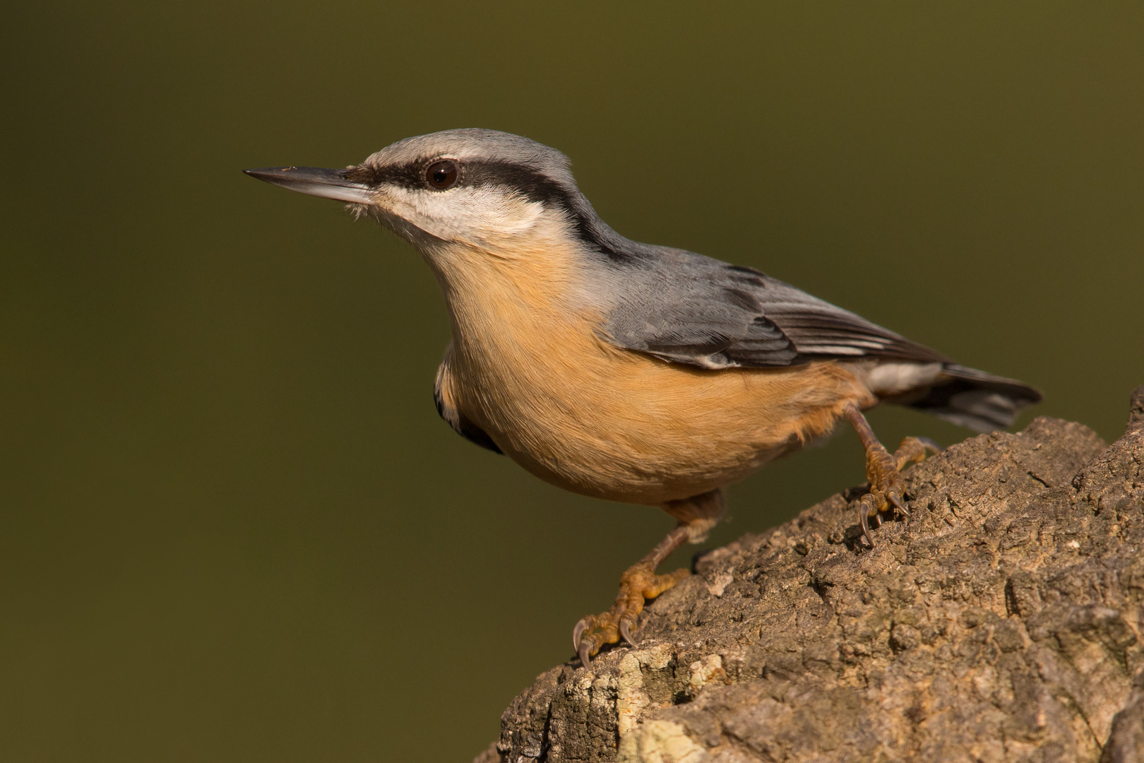 Kleiber Foto & Bild | tiere, wildlife, wild lebende vögel Bilder auf ...