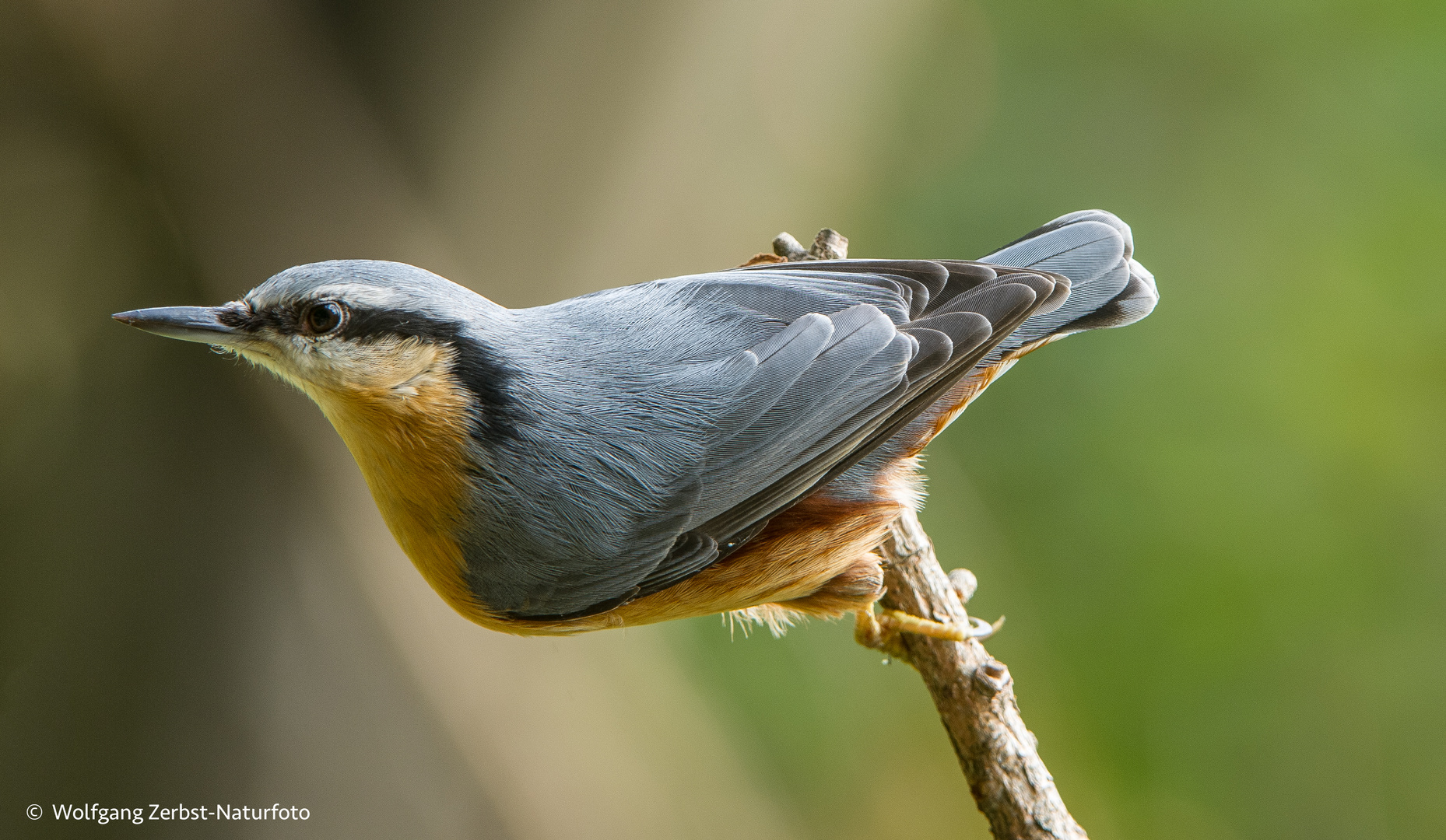 Kleiber --- Foto & Bild | fotos, winter, frühling Bilder auf fotocommunity