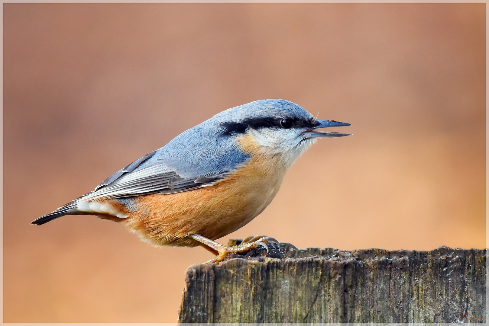 Kleiber Foto & Bild | januar, winter, natur Bilder auf fotocommunity