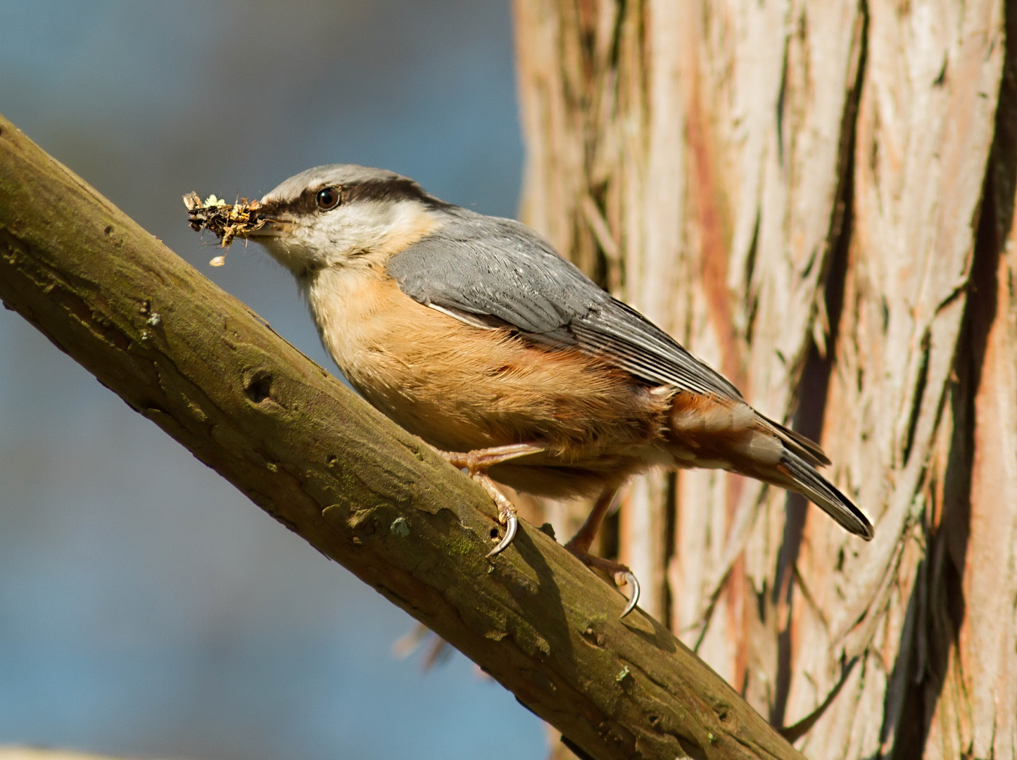 Kleiber 1 Foto & Bild | natur, vögel, wildlife Bilder auf fotocommunity