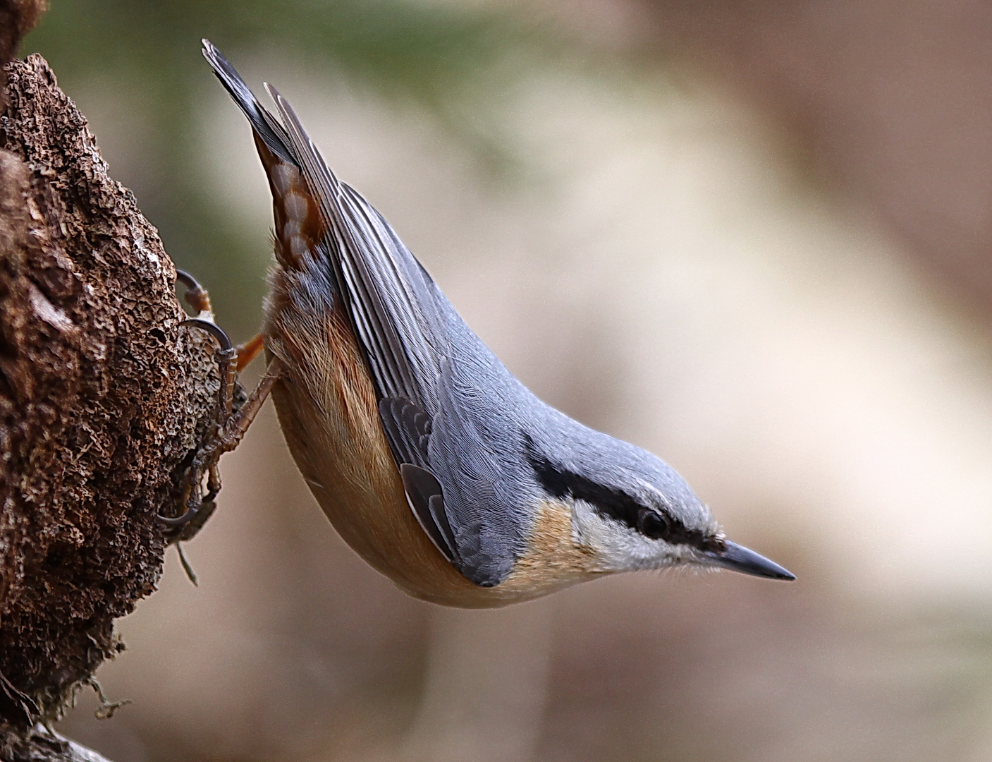 Kleiber - 1 Foto & Bild | tiere, wildlife, wild lebende vögel Bilder ...
